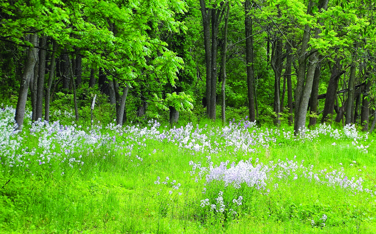 Chigwell Retirement Community Proposed Scheme Explained - Landscape ...